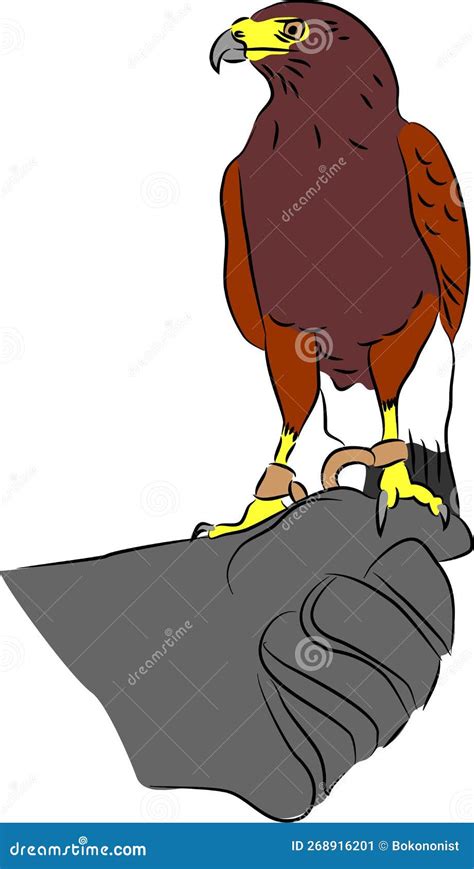 Harris Hawk Training Stock Illustrations 2 Harris Hawk Training Stock
