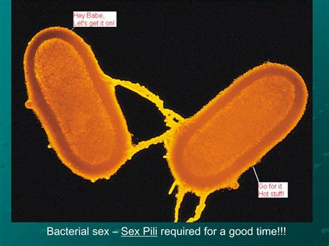 PPT Recombination In Bacteria PowerPoint Presentation Free Download ID