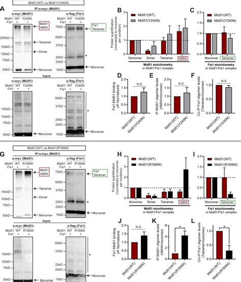 Distinct Mid51 Mutants Differentially Modulate Fis1 Oligomerization