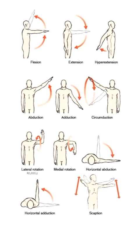 Types Of Movement Anatomy Anatomical Movements Of The Human Body