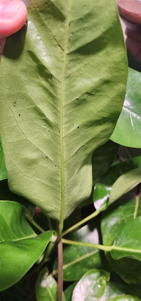 Schefflera Invaders Rwhatsthispest