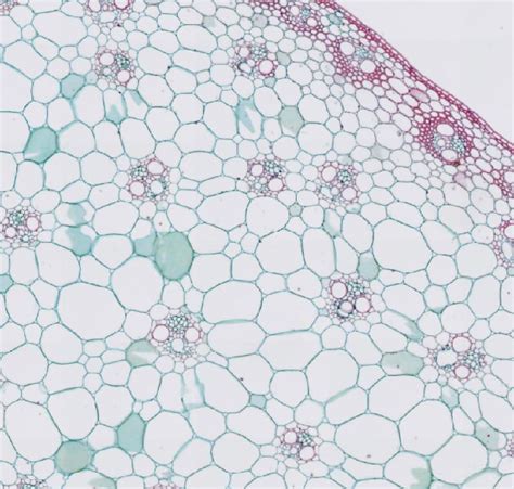 Botany Prepared Microscope Slides Prepared Slides