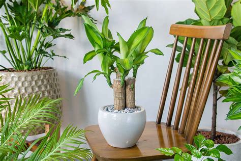 When And How To Prune Dracaena Gardeners Path