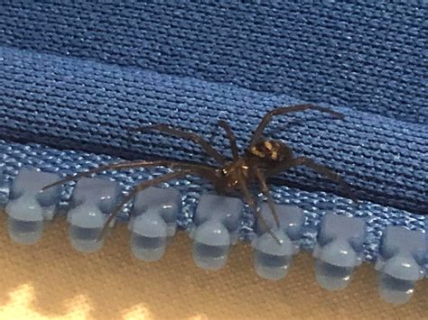 Tiny Whisk And His Sidekick Tiny Box Grater Rbingingwithbabish