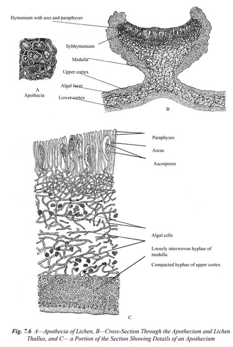 Lichen Thallus Hyphae
