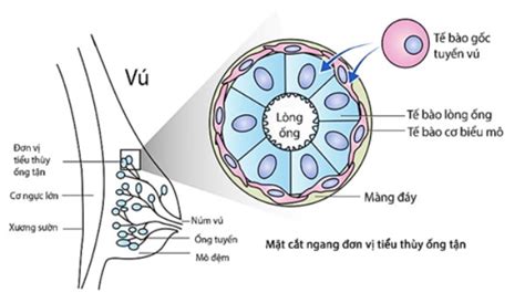 Ung Thư Vú Di Căn Dấu Hiệu Chẩn đoán Và điều Trị