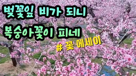 벚꽃이 꽃비가 되어 날리니 복숭아꽃이 피네 꽃 에세이 YouTube