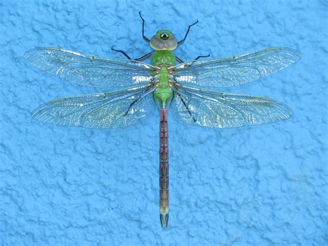 6000 Free Dragonflies And Dragonfly Images Pixabay