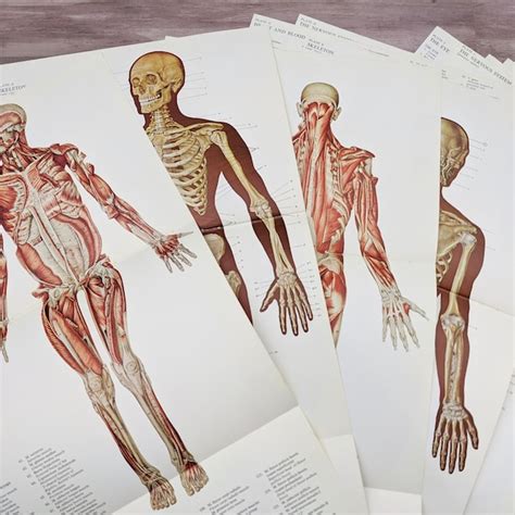 Anatomical Plates Etsy