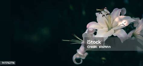 복사 공간이있는 정원의 아름다운 부드러운 향기로운 흰색 백합 꽃 0명에 대한 스톡 사진 및 기타 이미지 0명 개화기 계절