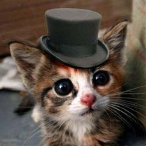 32 Insanely Adorable Cats Wearing Hats