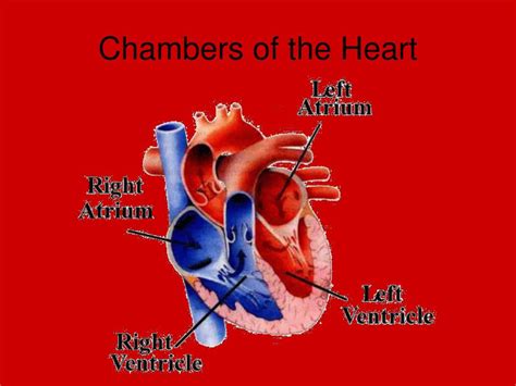 Ppt The Heart Powerpoint Presentation Free Download Id2415599