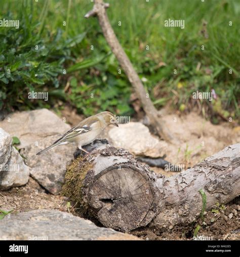 Single Female Finch Resting On Tree Trunk In Forest Stock Photo Alamy