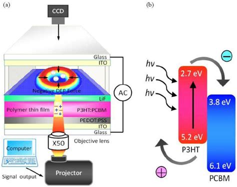A A Schematic Illustration Of The Polymer Based Odep Device And The Download Scientific