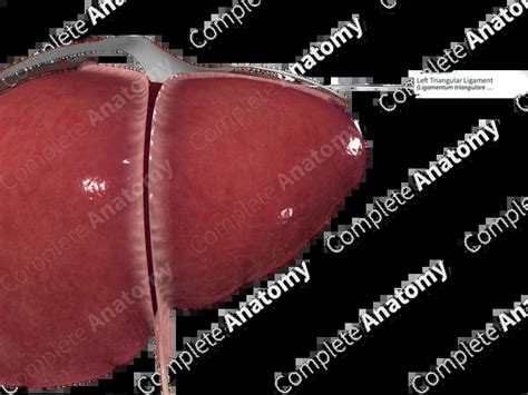 Triangular Ligament Injuries To The Triangular Fibrocartilage Complex