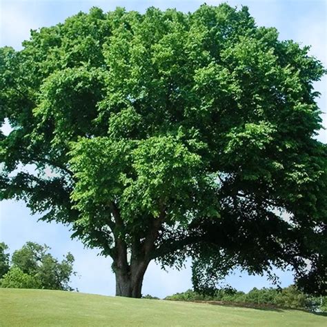American Elm Tree Porcupine Hollow Farm