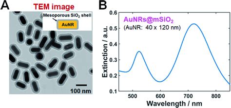 (A) TEM image of AuNRs@mSiO2. The average length and width are 120 and... | Download Scientific ...