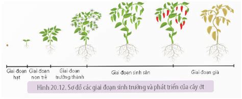 Lý thuyết Sinh trưởng và phát triển ở thực vật Sinh học Kết nối tri thức SGK Sinh
