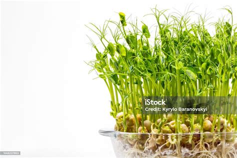 유리에 마이크로 그린 완두콩의 콩나물 성장을위한 투명 한 접시 거울 흰색 배경 0명에 대한 스톡 사진 및 기타 이미지 0명 가정의 방 건강한 생활방식 Istock