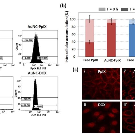 Attachment To Auncs Increases Ppix Accumulation Inside Hela Cells A