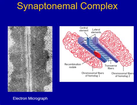 Recombination Nodule