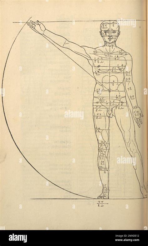Illustration From The Four Books On Human Proportion Museum Private