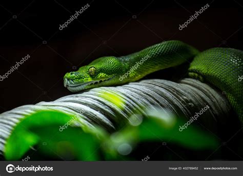 Green Python Portrait Nature Stock Photo Jurra