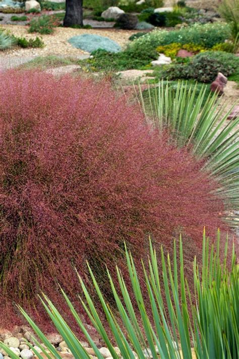 Buy Undaunted Ruby Muhly Grass Free Shipping Wilson Bros Gardens