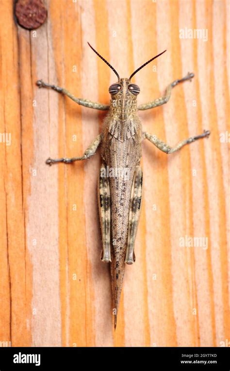 Is A Locust Harmful At Ricky Middleton Blog