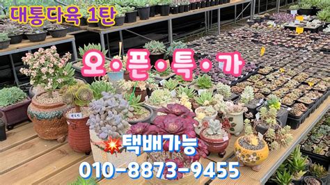 대통다육1탄 새로 들어온 다육이 20 할인 택배됩니다 Youtube