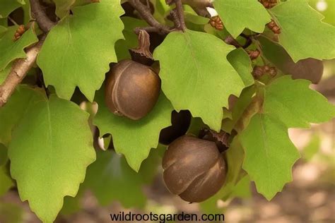 A Comprehensive Guide To Identifying Acorn