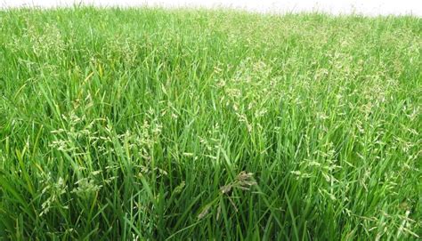 From Pasture To Lawn The Origin And Rise Of Kentucky Bluegrass
