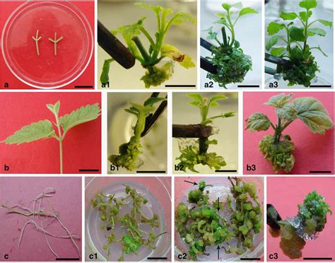 A C3 In Vitro Direct Shoot Regeneration From Internode And Shoot Tip Download Scientific
