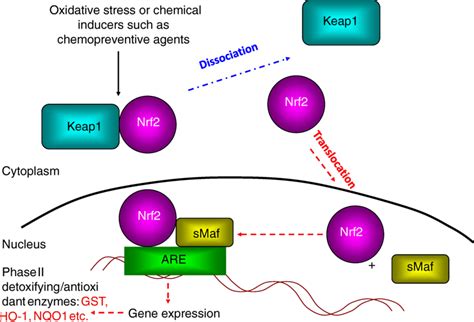 A Flowchart Describes The Major Cascade Of Events Involving Nrf2 Via