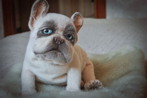 Бульдожка Французский бульдог Бульдог Щенок