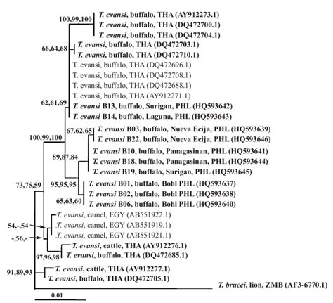 consensus tree constructed based on the nucleotide sequence data of the