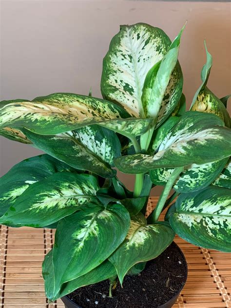 Indoor House Plants Dieffenbachia At Dustin Heard Blog