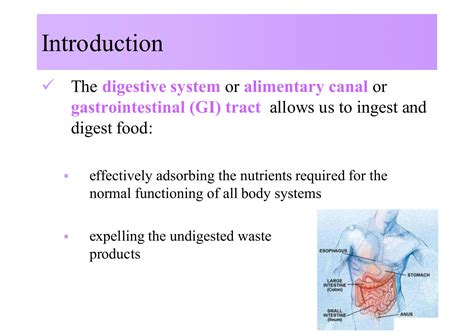 SOLUTION: Digestive System Physiology (part 1) - Studypool