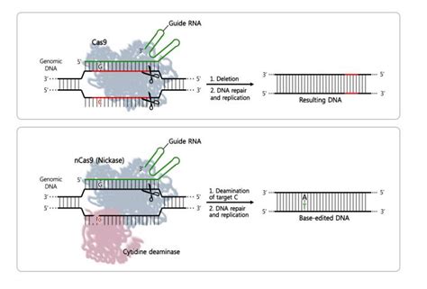 An Efficient Single Nucleotide Editing Crispr