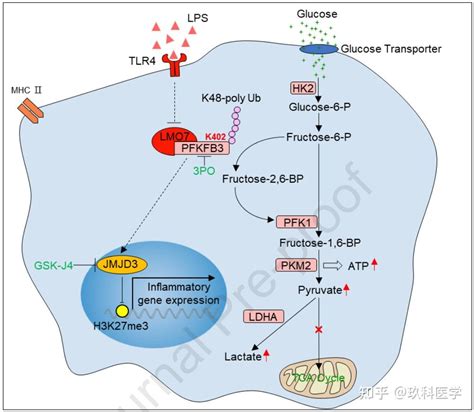 巨噬细胞研究怎么冲14 ？🧐代谢重编程促进炎症损伤新机制！ 知乎