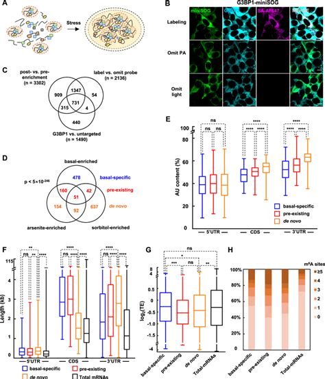 Profiling Pre Existing Rna Interaction Network In Sg A Schematic Of Sg