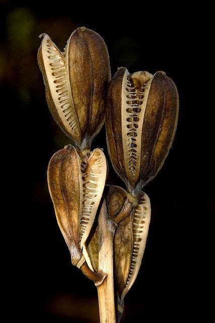 1003 Best Images About Seeds Pods On Pinterest Trees Beans And Bud