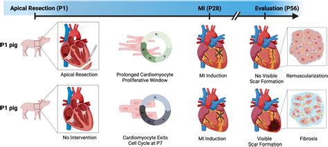 Turning Back The Clock A Concise Viewpoint Of Cardiomyocyte Cell Cycle