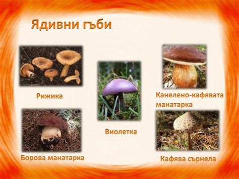 Ppt Видове гъби Powerpoint Presentation Free Download Id 3567976