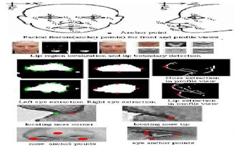 Facial Feature Extraction From Front And Profile Views For Vidtimit Faces Download Scientific