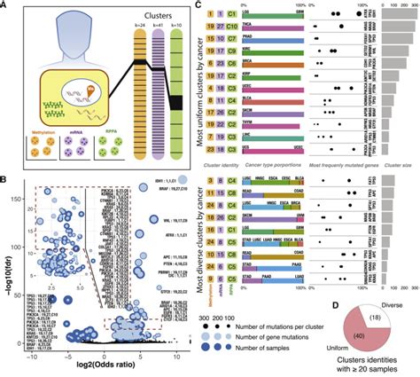 Perspective On Oncogenic Processes At The End Of The Beginning Of Cancer Genomics Cell