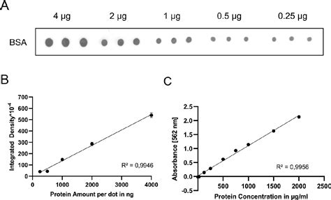 Figure 1 From A Ponceau S Staining Based Dot Blot Assay For Rapid