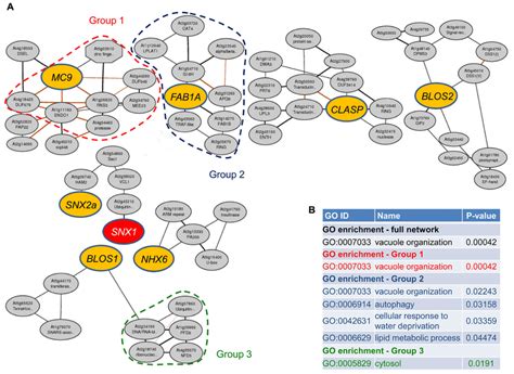 Snx1 Interactome Related Coexpression Networks A Genes Encoding Download Scientific Diagram