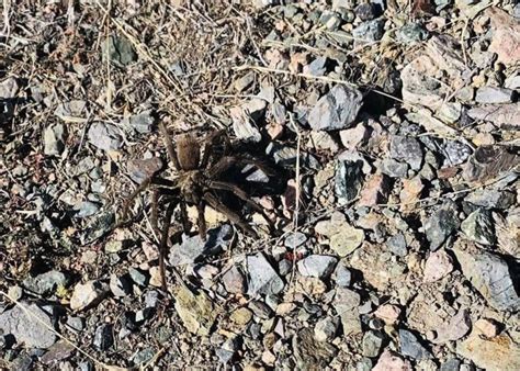 Nevada Town Is Epicenter Of Tarantula Migration