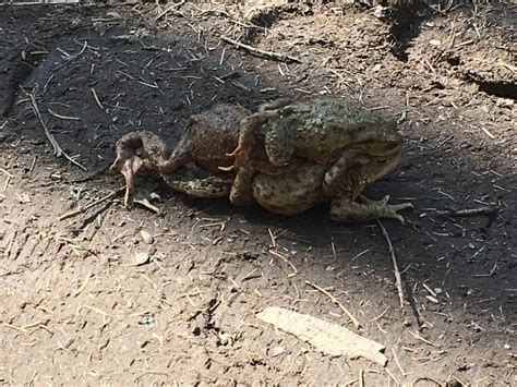 Off Toad Running Rowsandall